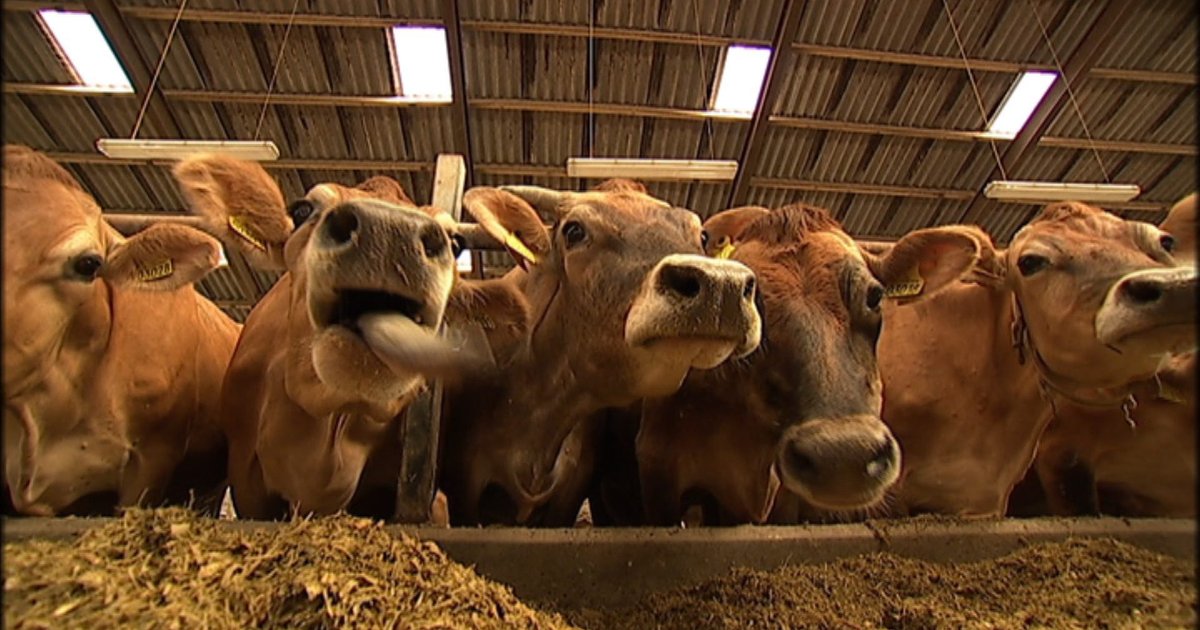 Only nine cows have ever reached 100,000 litres - but two do so a week ...