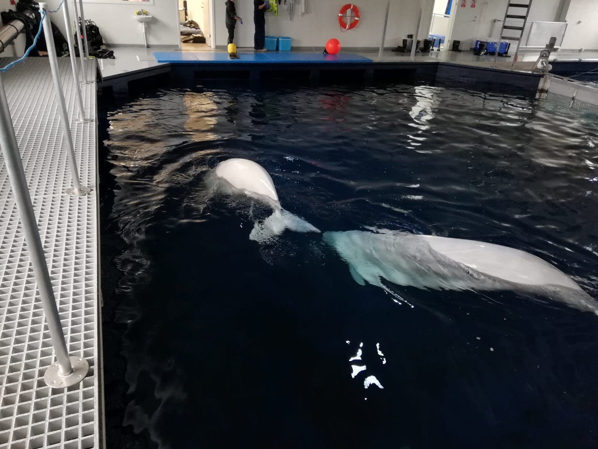 Beluga whales to welcome guests - RÚV.is