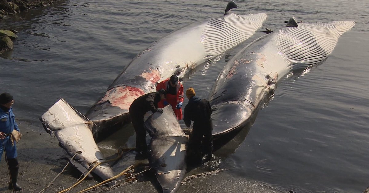 Hvalur innleiðir gervigreind til að gera veiðar skilvirkari - RÚV.is