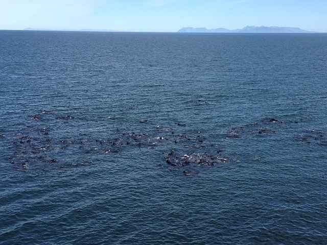 Hvalirnir trylltust og óðu á land - RÚV.is