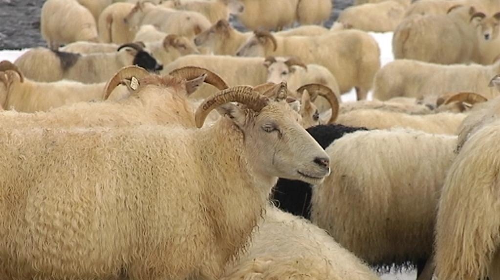Björguðu kindum í Fjörðum - RÚV.is