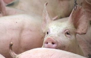 Svín sýnileg í íslenskri náttúru - RÚV.is